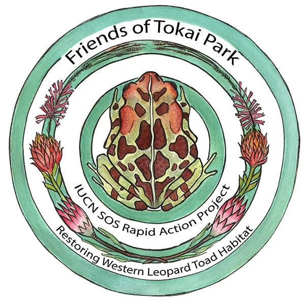 Restoring our Western Leopard Toad (EN) habitat - Friends of Tokai Park